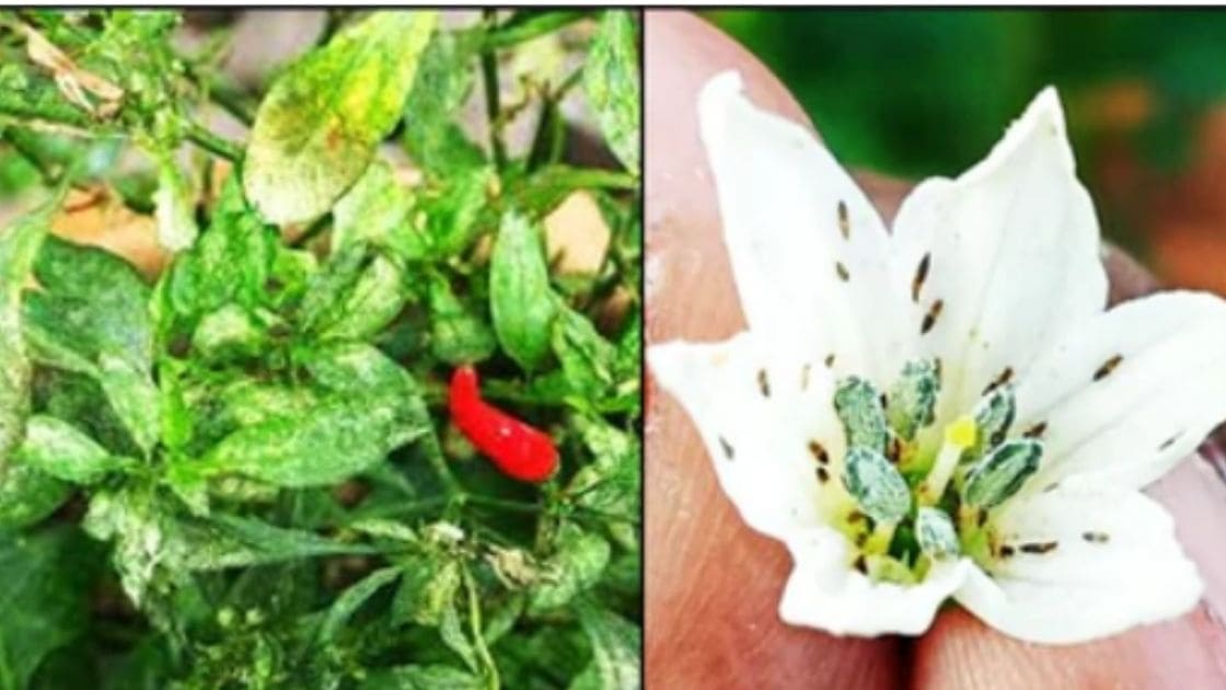 chilli :- What is the invasive pest in chilli affecting the crop?