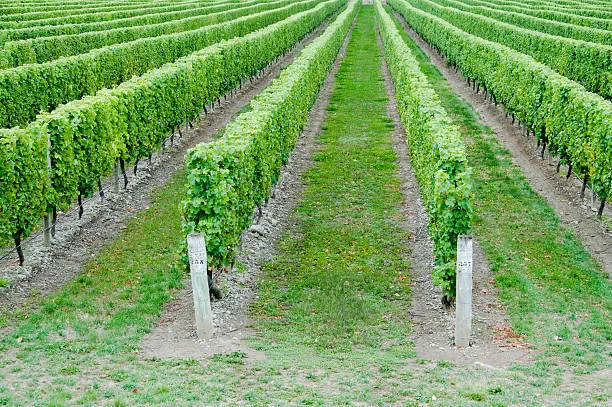 crop : How does CEA allow for year-round production?